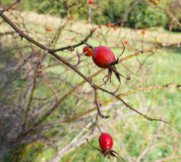 L'églantier, une des meilleures sources de vitamine C