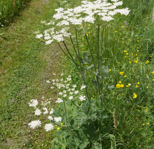 La berce, l’incontournable de la cuisine sauvage - Montagne Nature