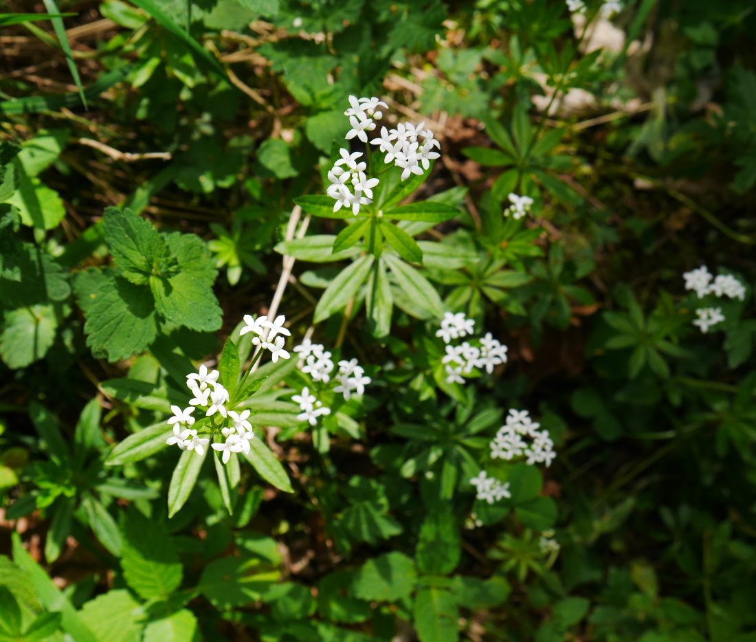 L’aspérule odorante, une belle étoile - Montagne Nature